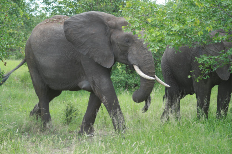 olifanten - Krugerpark Wildlife Afrika Wilde Dierenpark Natuur Safari